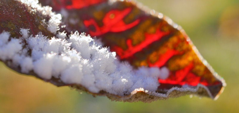 r.: Punased tulnukad teevad rahe peale suured silmad